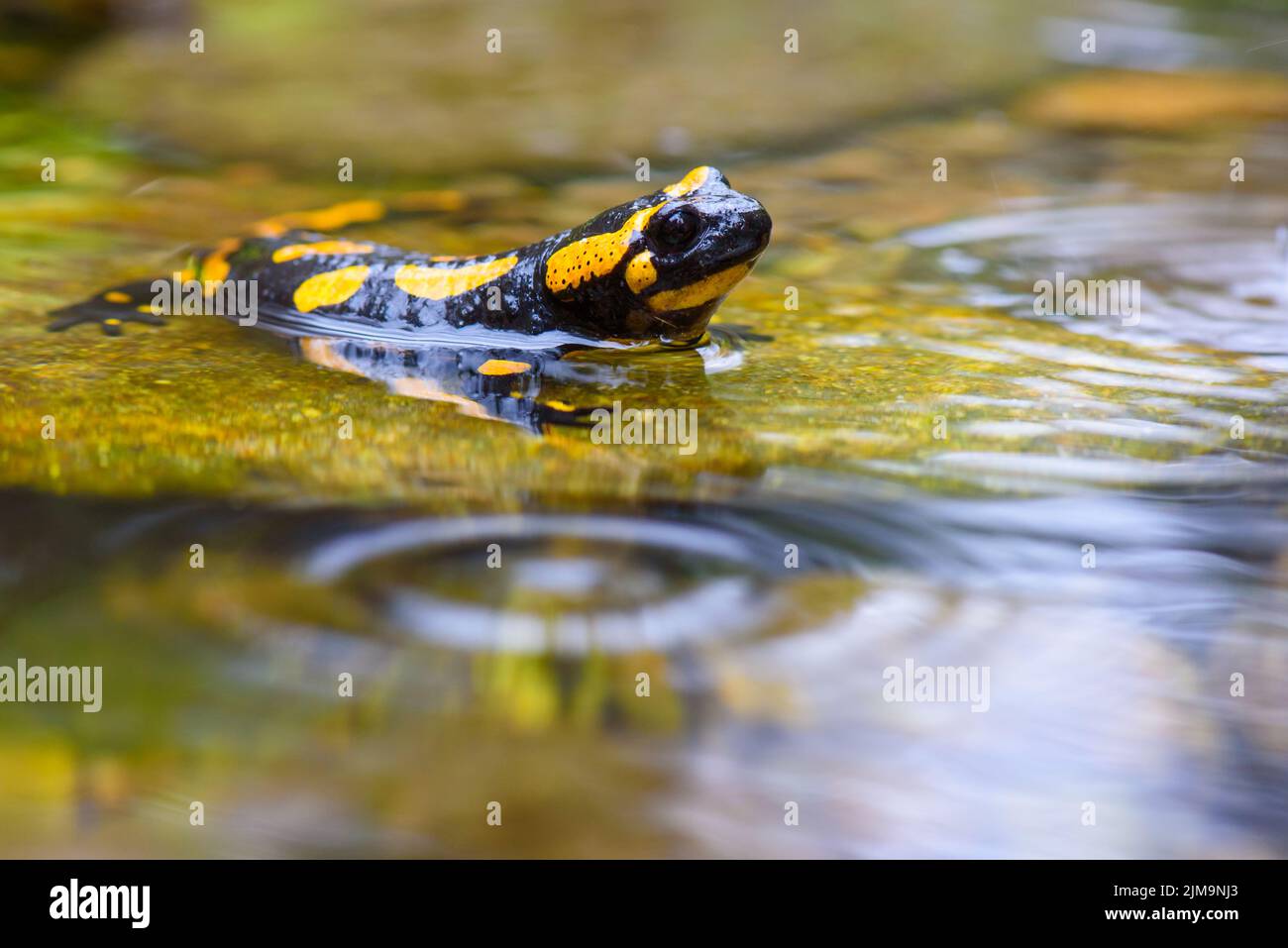 Eigentliche salamander hi-res stock photography and images - Alamy