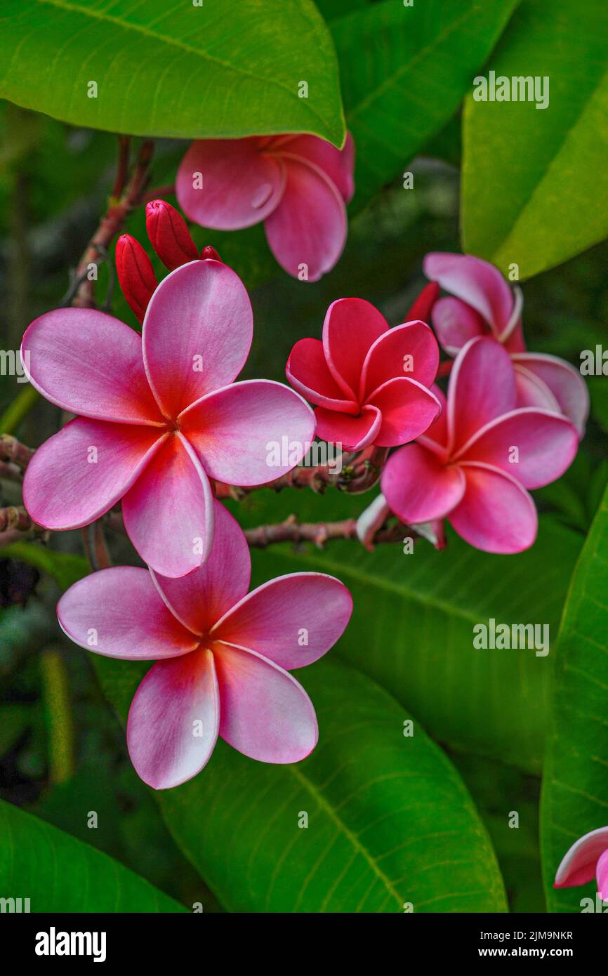 Cluster of Pink Hawaiian Plumeria in a Field Kula, Maui Stock Photo - Alamy