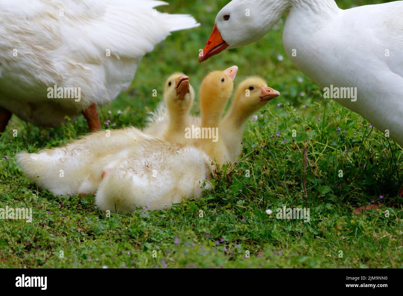 Anserinae hi-res stock photography and images - Alamy
