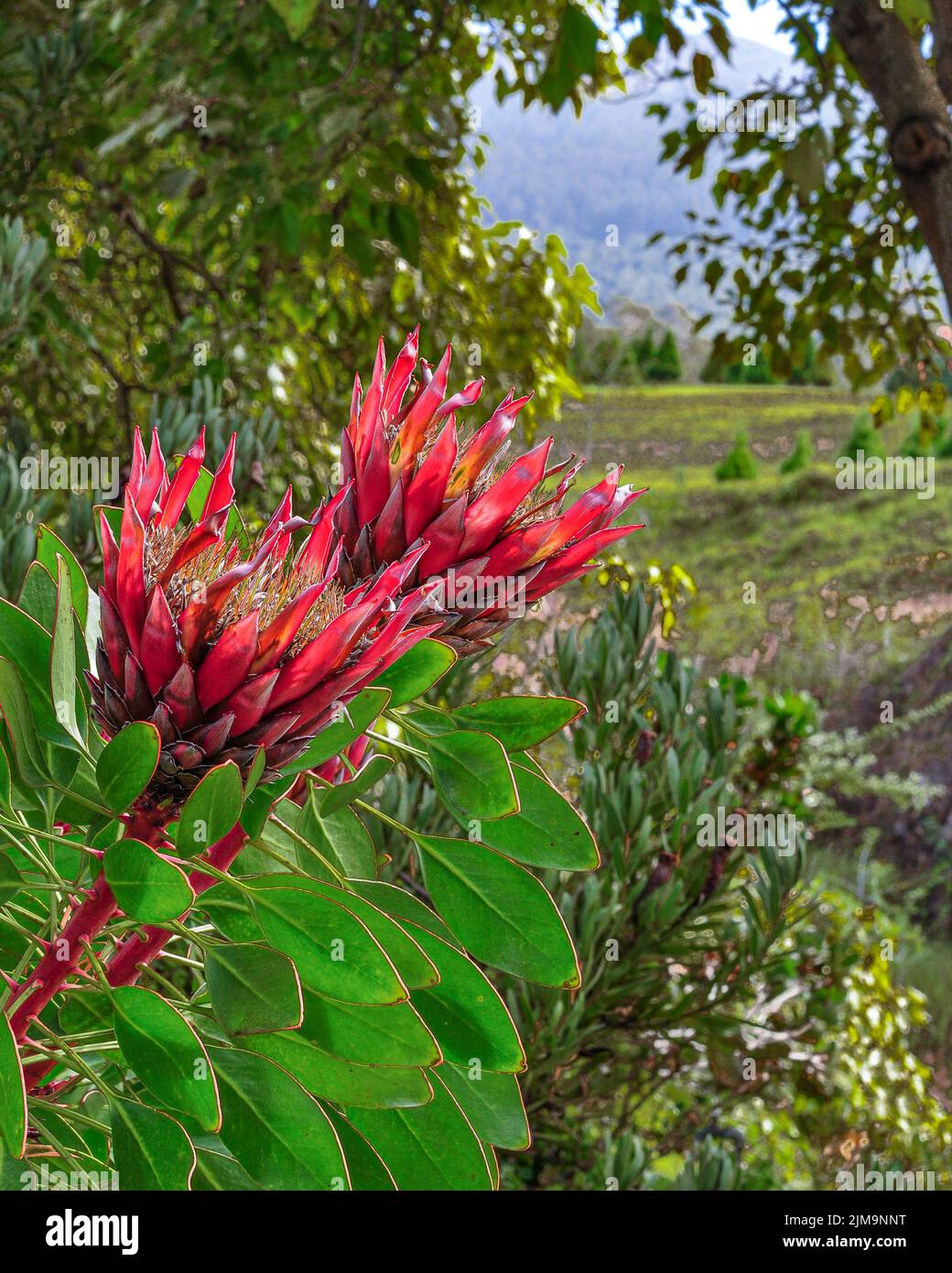Red proteas hi-res stock photography and images - Alamy