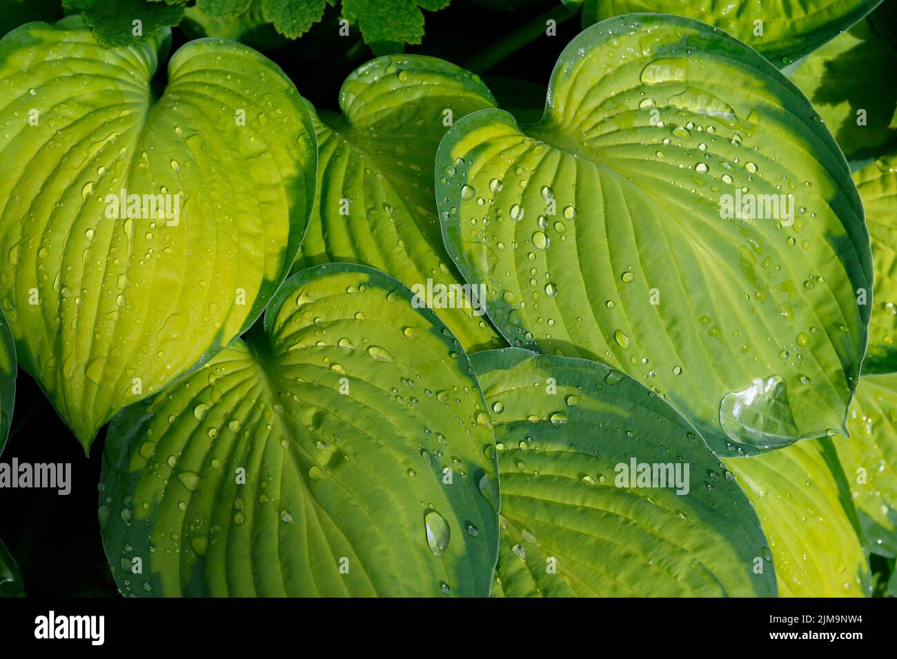 Hosta Liberty, narrow-leaved plantain-lily Stock Photo - Alamy