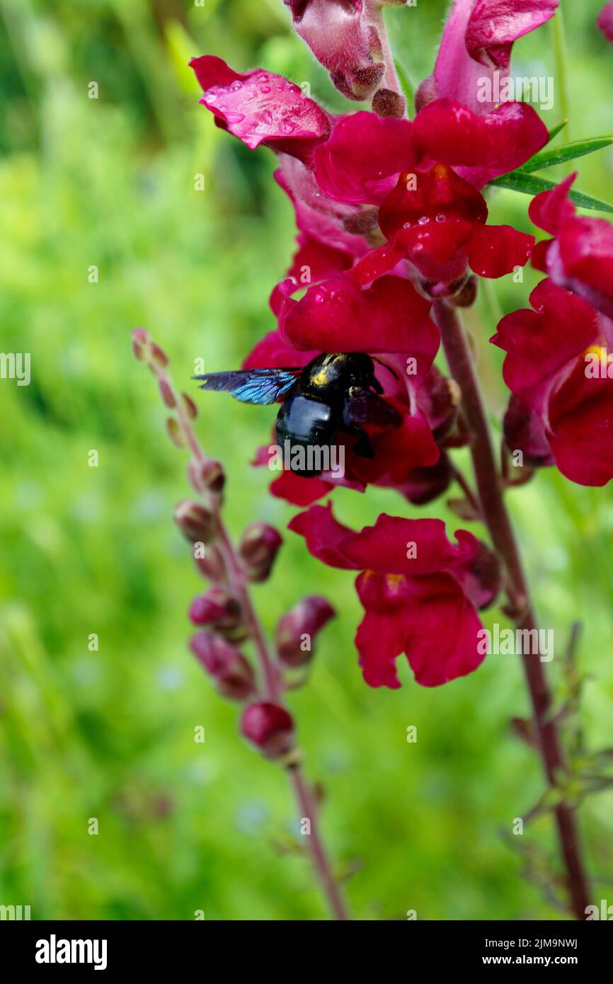 Snapdragon with carpenter bee. Carpenter bee violet Stock Photo - Alamy