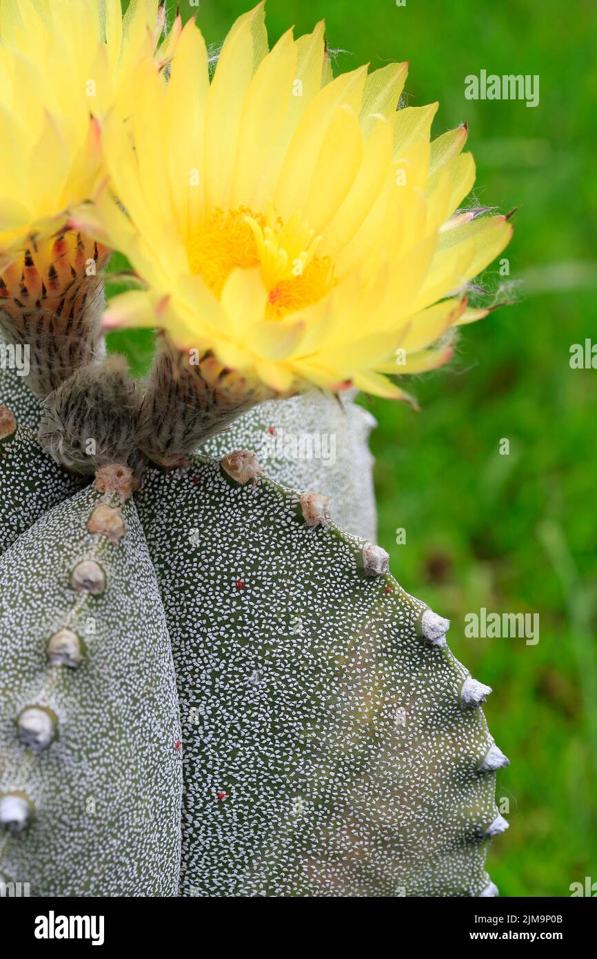 Bishop's cap cactus, Astrophytum myriostigma, with two flowers Stock ...