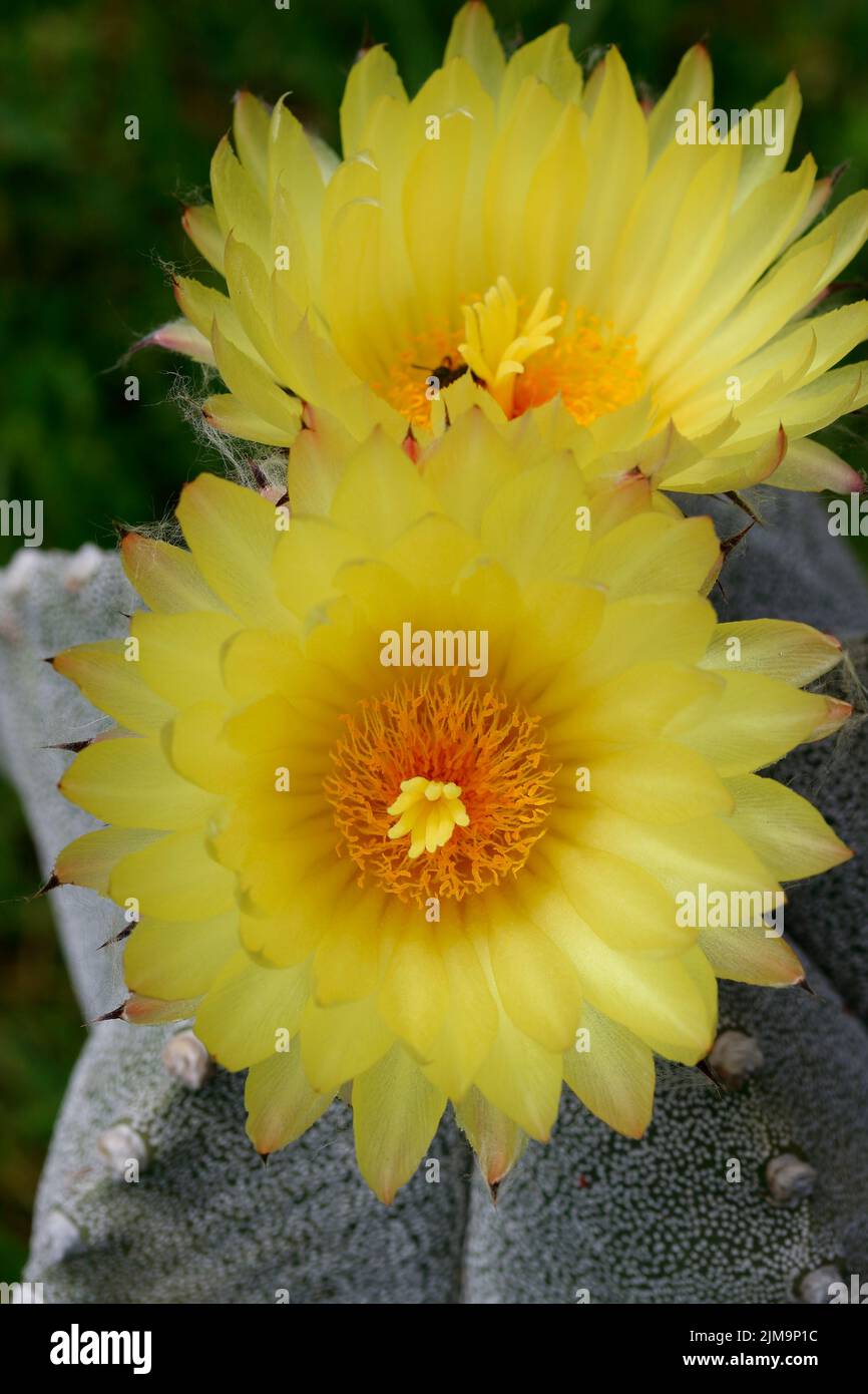 Bishop's cap cactus, Astrophytum myriostigma, with two flowers Stock ...