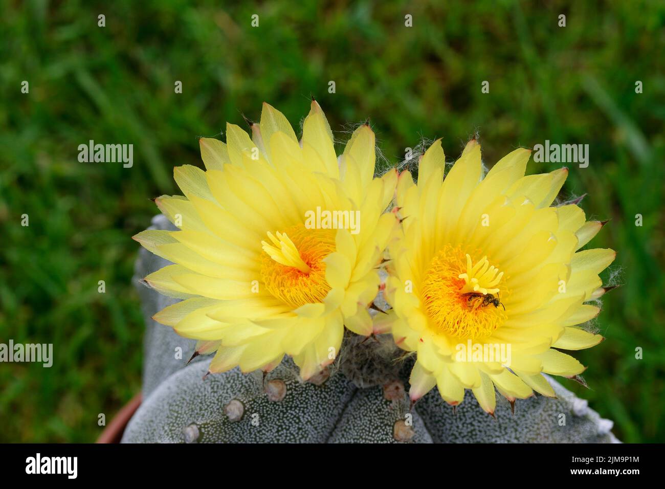 Bishop's cap cactus, Astrophytum myriostigma, with two flowers Stock ...