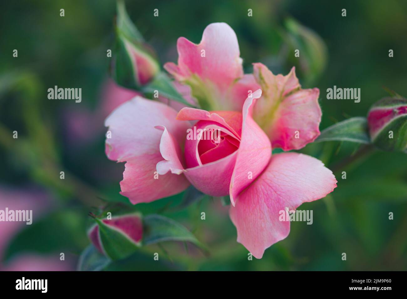 Rosebud fresh rose on a rose bush in a botanical garden, park in spring ...