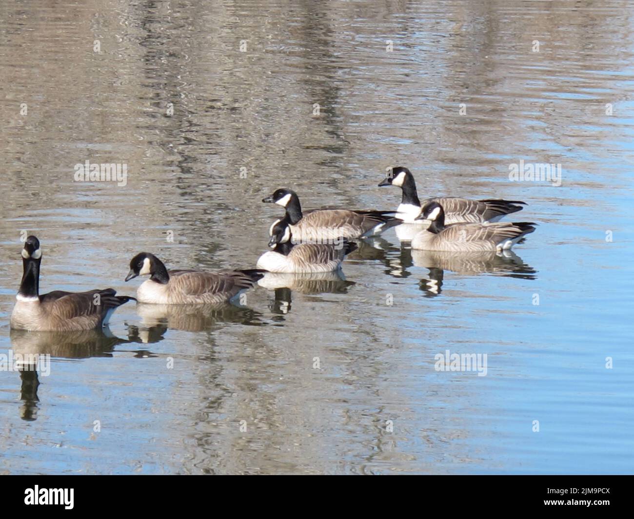 Group of gooses hi-res stock photography and images - Alamy