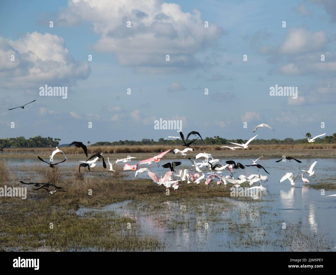 Flock of black and white birds hi-res stock photography and images - Alamy