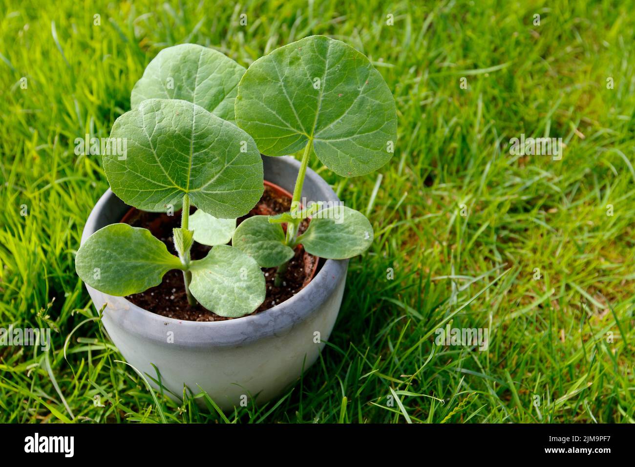 Young Plants Growing. Cucurbita moschata. Butternut Stock Photo - Alamy