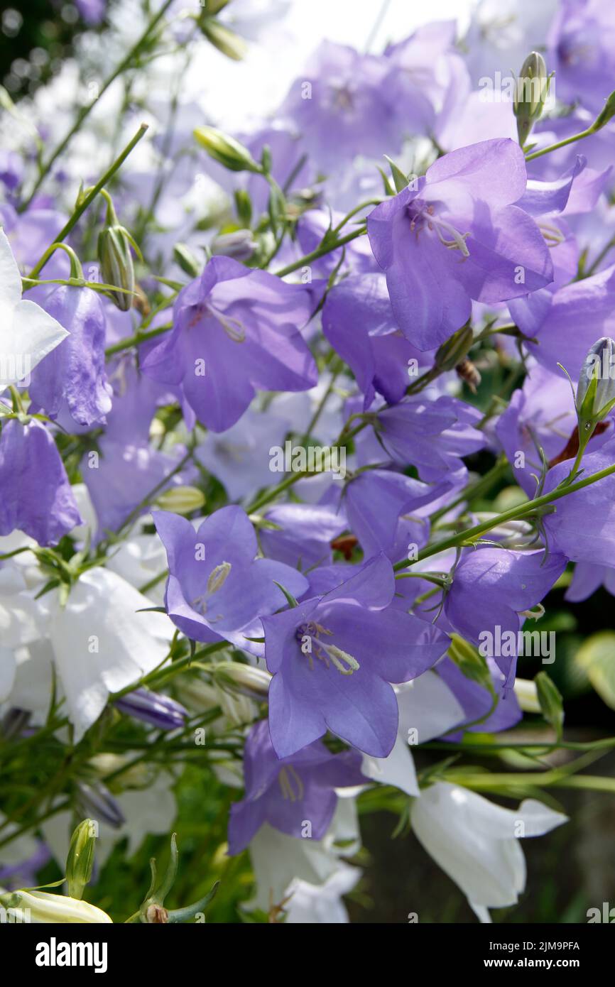 Campanula carpatica, Harebell Stock Photo - Alamy