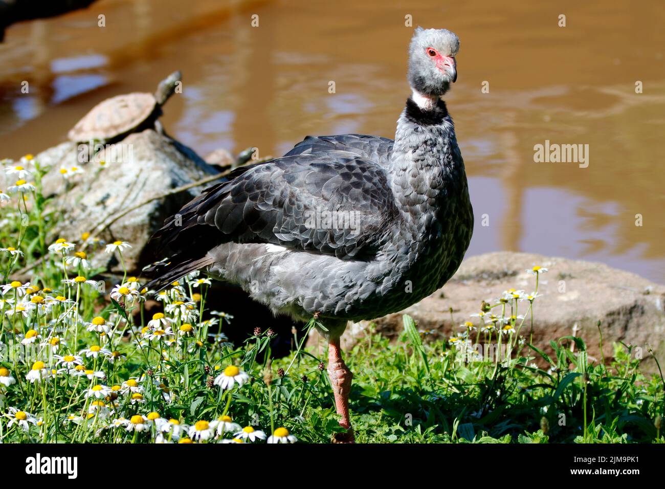 Huehnerartiger hi-res stock photography and images - Alamy