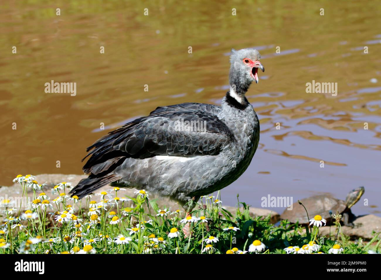 Schopfwehrvoegel hi-res stock photography and images - Alamy
