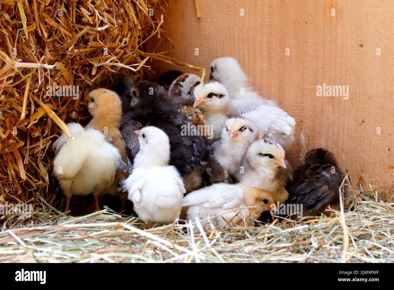 Adorable chicken hi-res stock photography and images - Alamy
