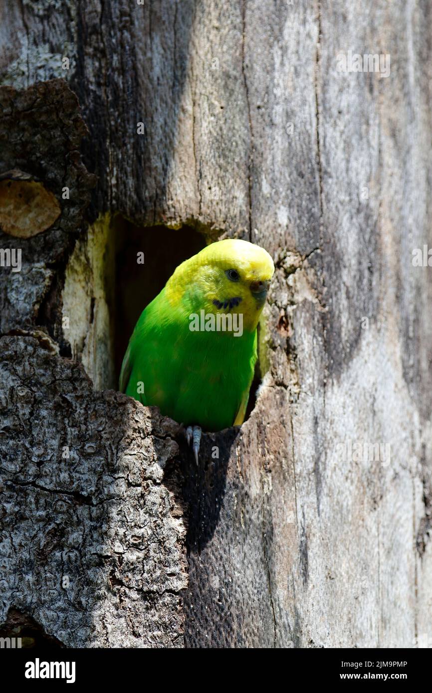 Budgie in tree trunk Stock Photo - Alamy