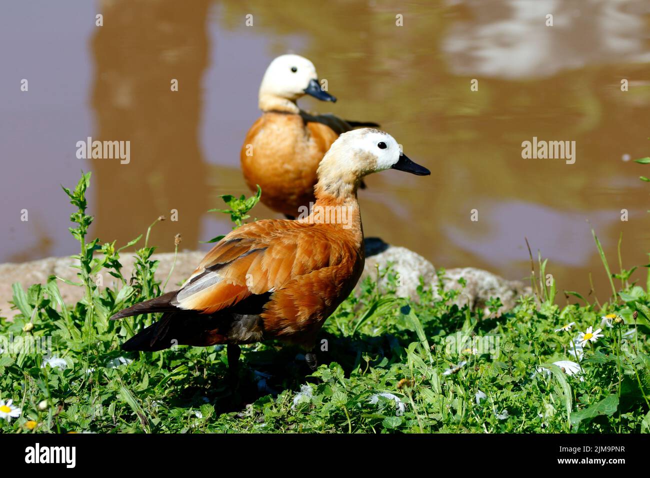 Wirbeltiere sideview hi-res stock photography and images - Alamy