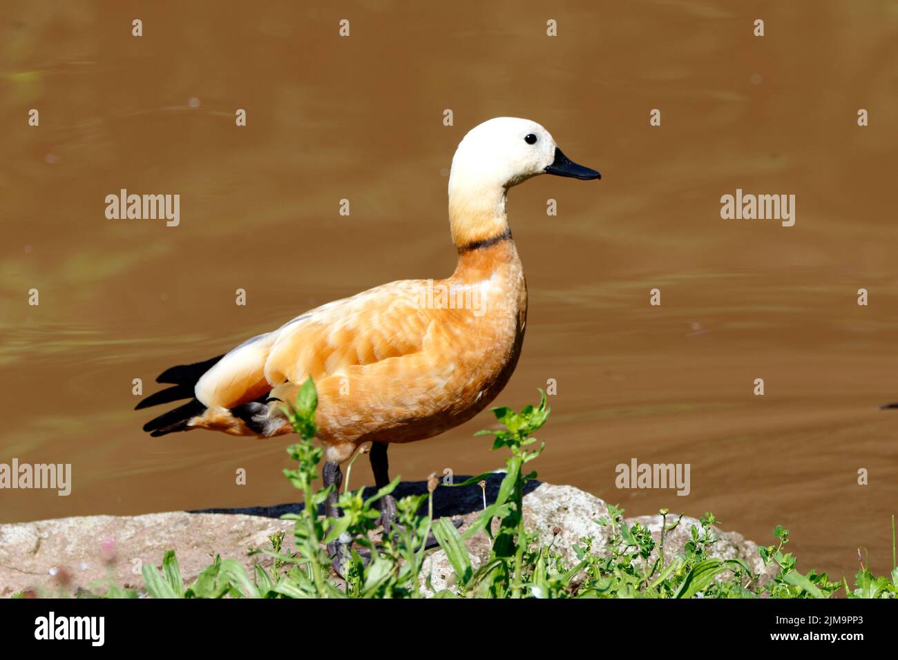 Wirbeltiere sideview hi-res stock photography and images - Alamy
