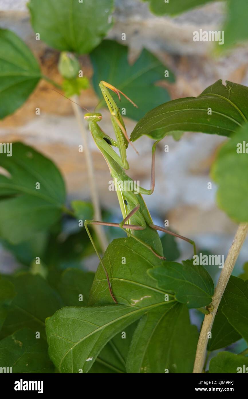 Praying mantis butterfly hi-res stock photography and images - Alamy