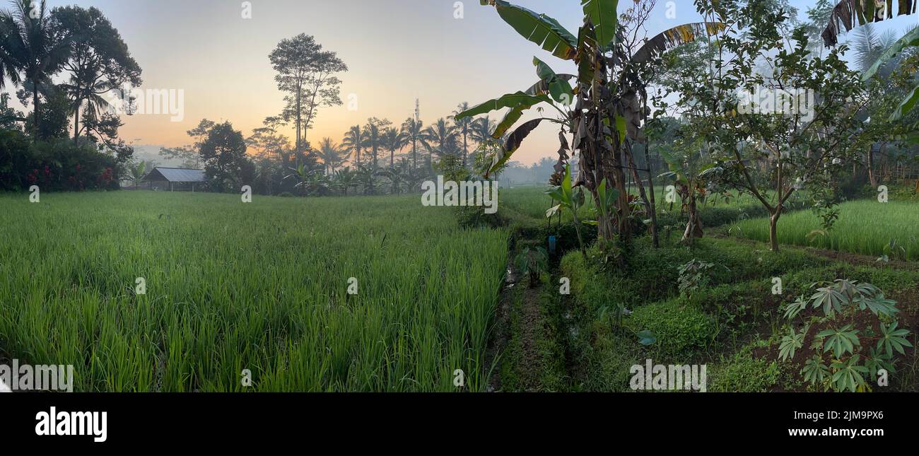 A panoramic shot of green grass field with trees Stock Photo - Alamy