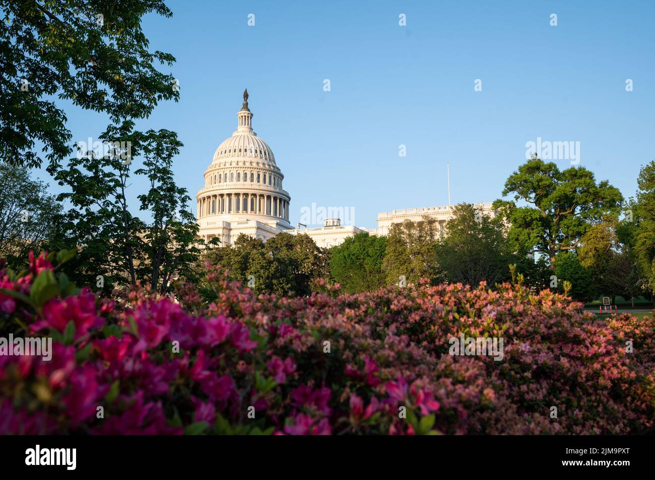 The US Capitol building in the background of a flower bush in ...