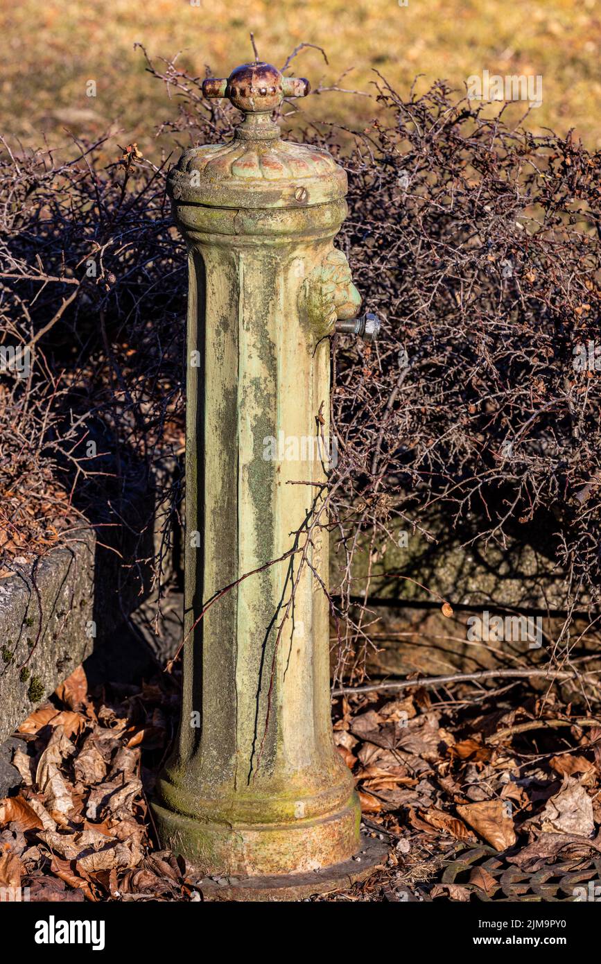 A vertical shot of an old, rusty street fire hydrant among dry tree ...