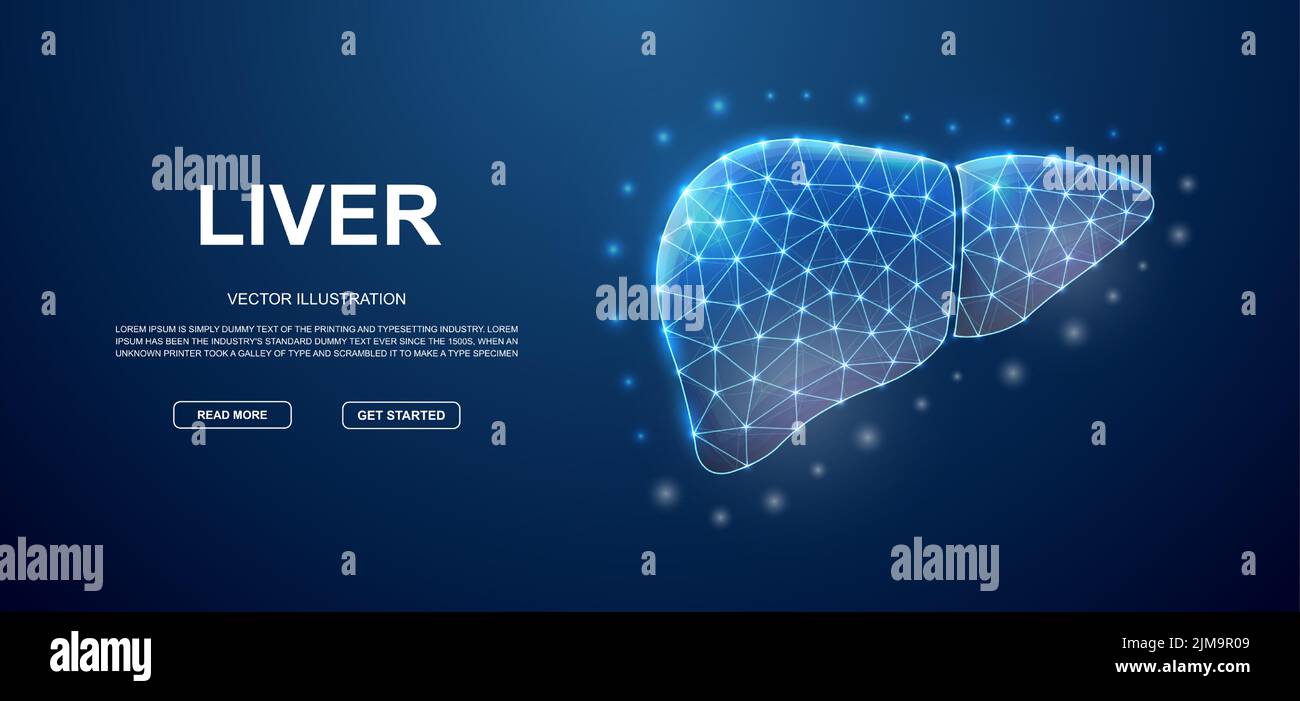 Healthy liver poly Stock Vector Images - Alamy