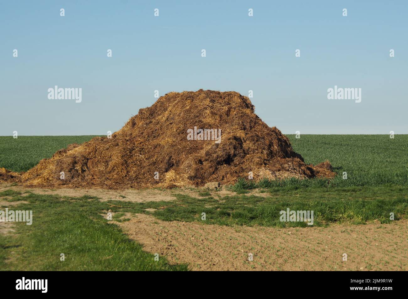 Stable manure is stored in a field to be applied later as fertiliser ...