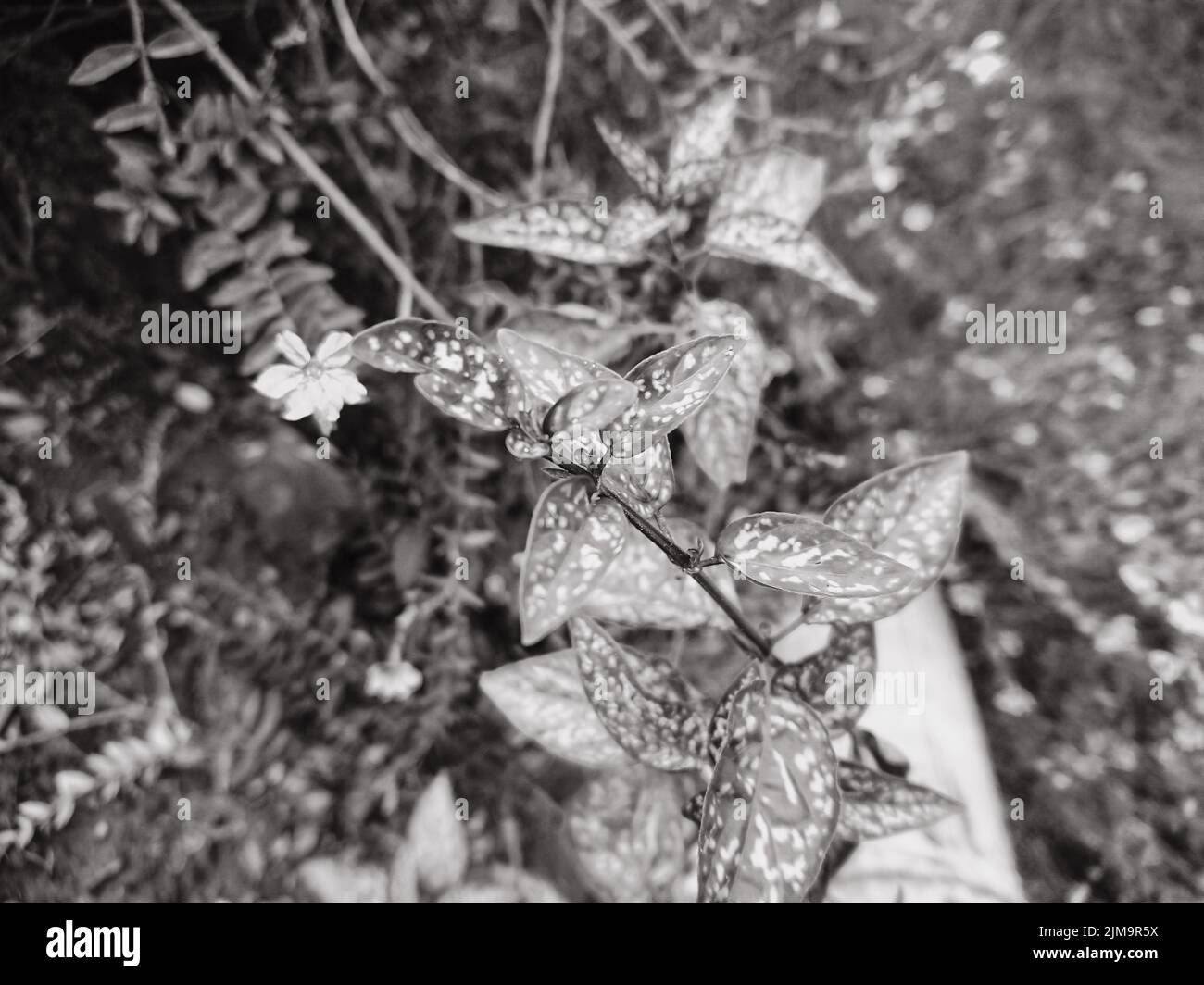 A closeup grayscale shot of a plant with small leaves growing in a ...