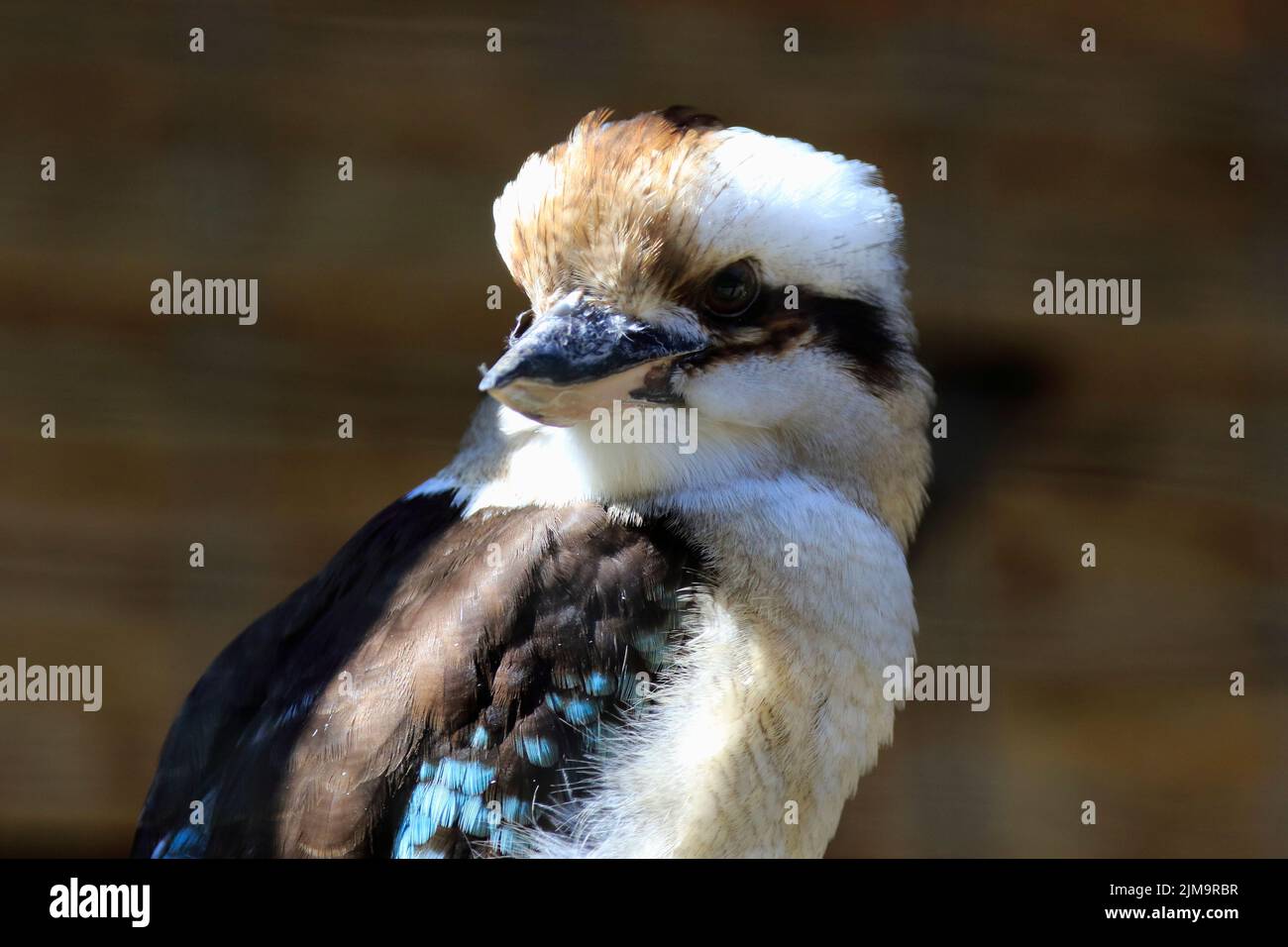 Laughing Kookaburra, Dacelo gigas oder Dacelo noveaguineae Stock Photo ...