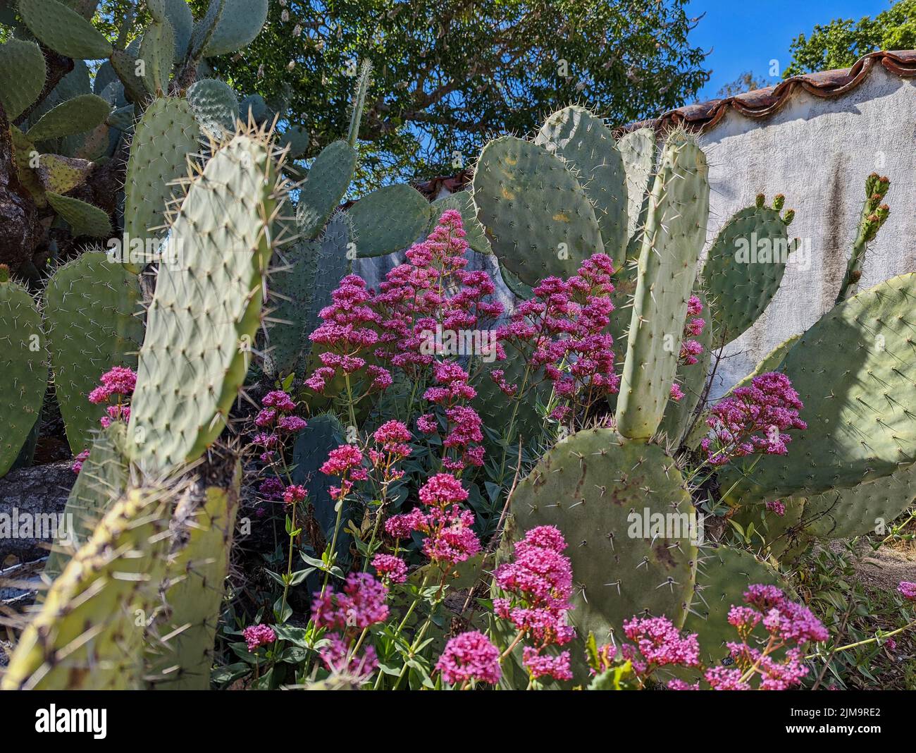 A closeup of cactuses and purple flowers in a garden Stock Photo - Alamy