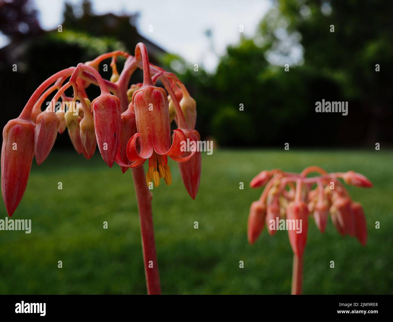 A selective of Pig's Ear (Cotyledon orbiculata) flowers in a garden ...