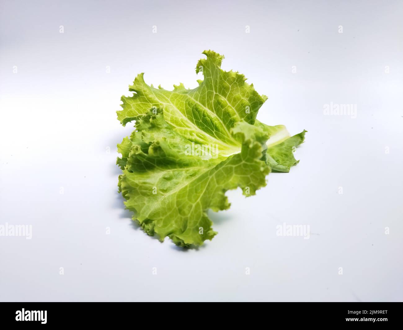 A single, green lettuce leaf on a white surface Stock Photo - Alamy