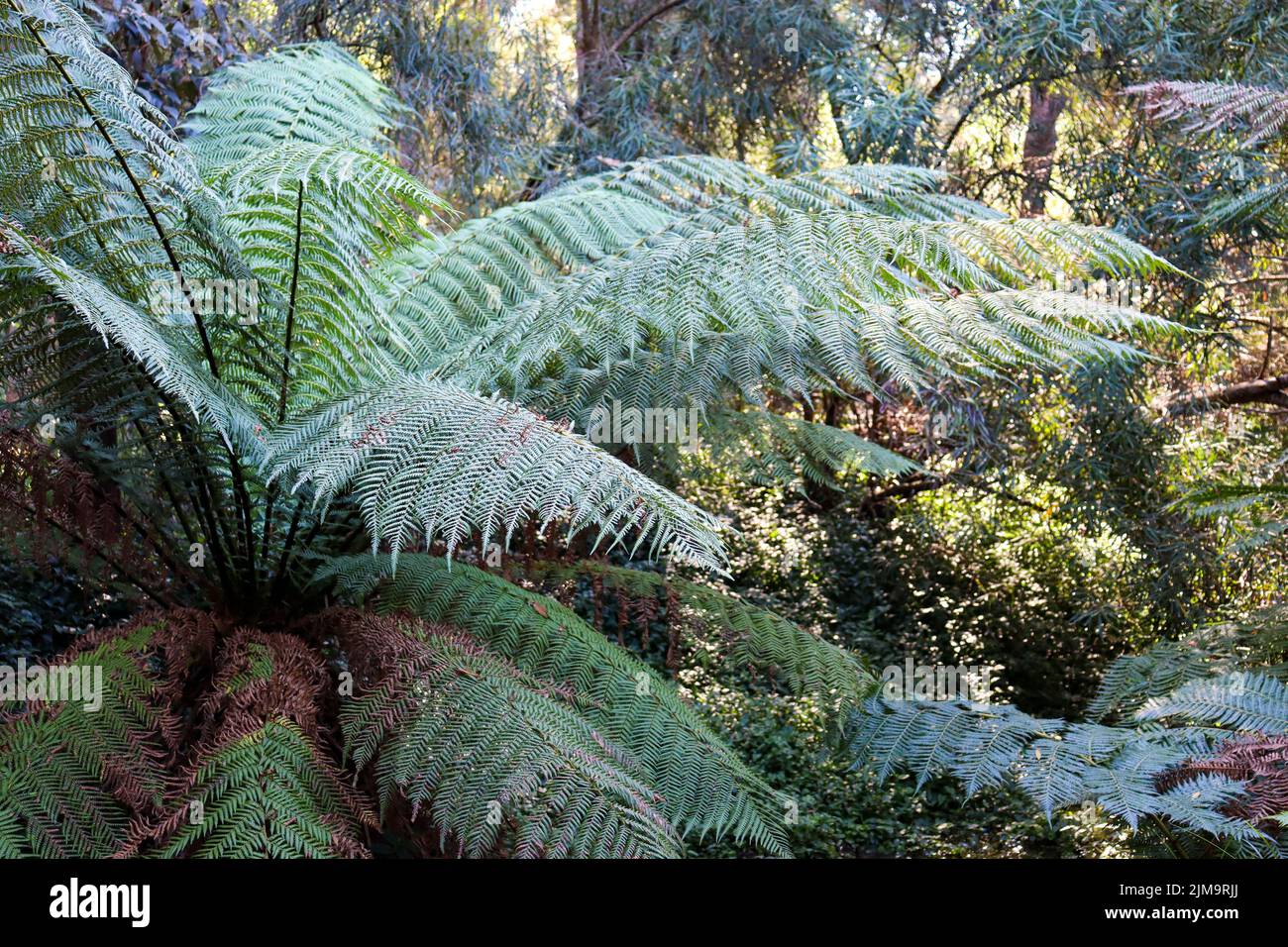 A scenic view of dense green trees and plants in the woods in ...