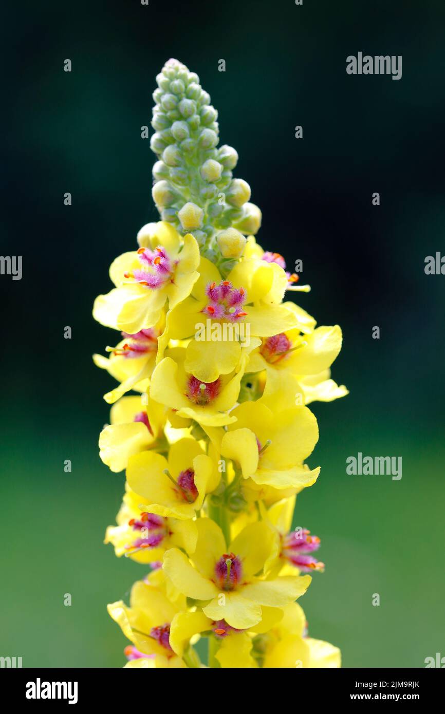 Verbascum nigrum, black mullein, dark mullein Stock Photo - Alamy
