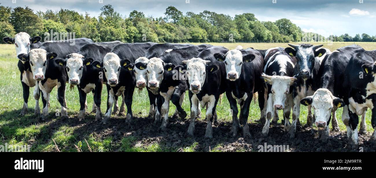 line of cows in a field looking at camera Stock Photo - Alamy