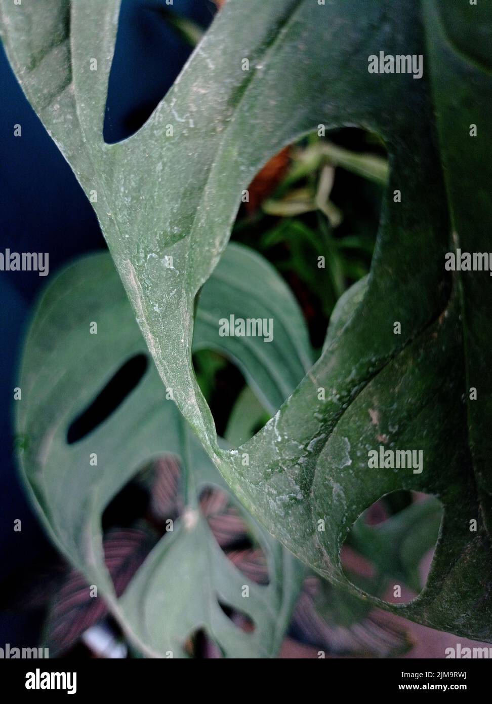 A close-up shot of a green leaf of Monstera with holes in the foliage ...