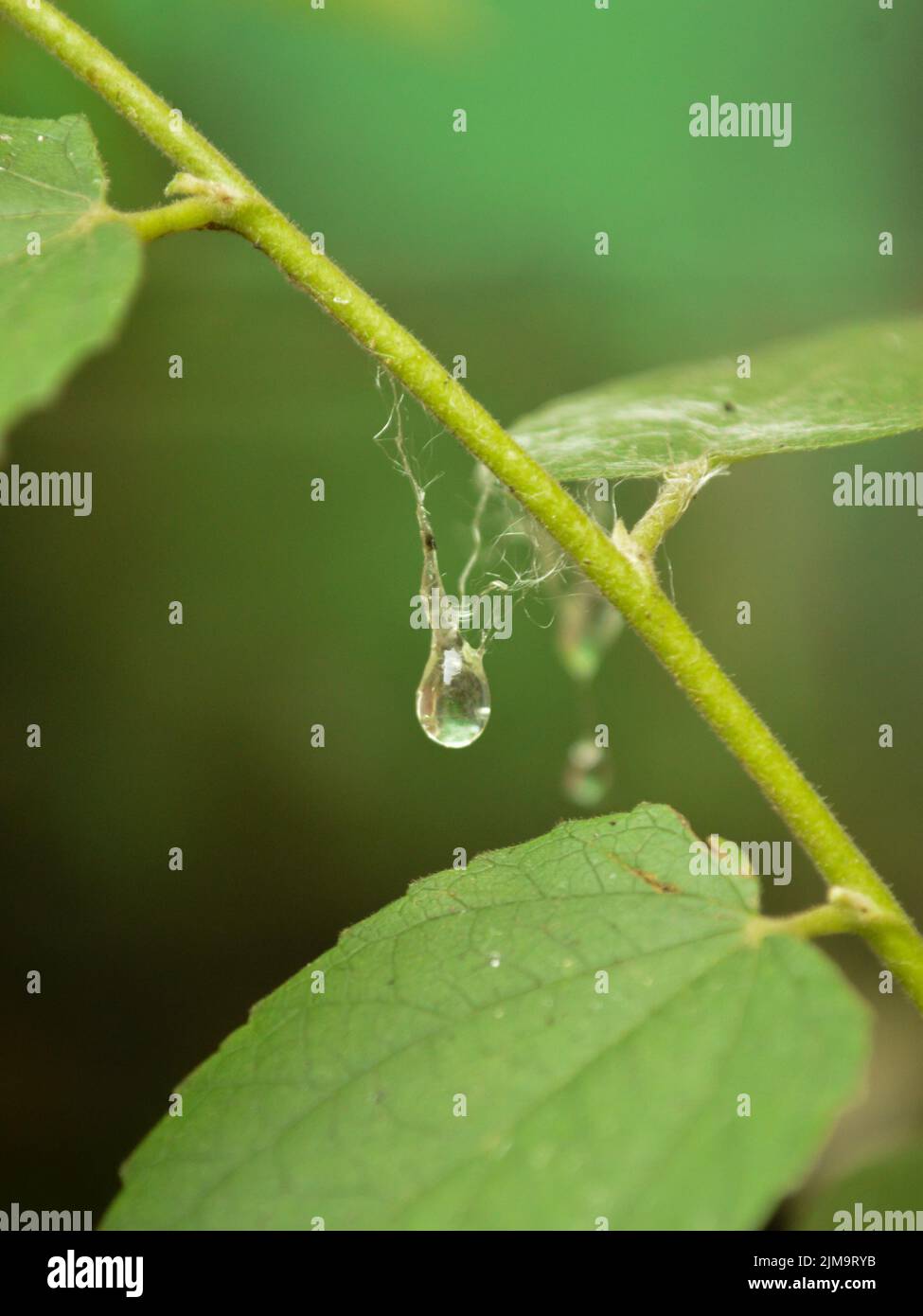 A macro shot of a water droplet hanging on plant stem Stock Photo - Alamy