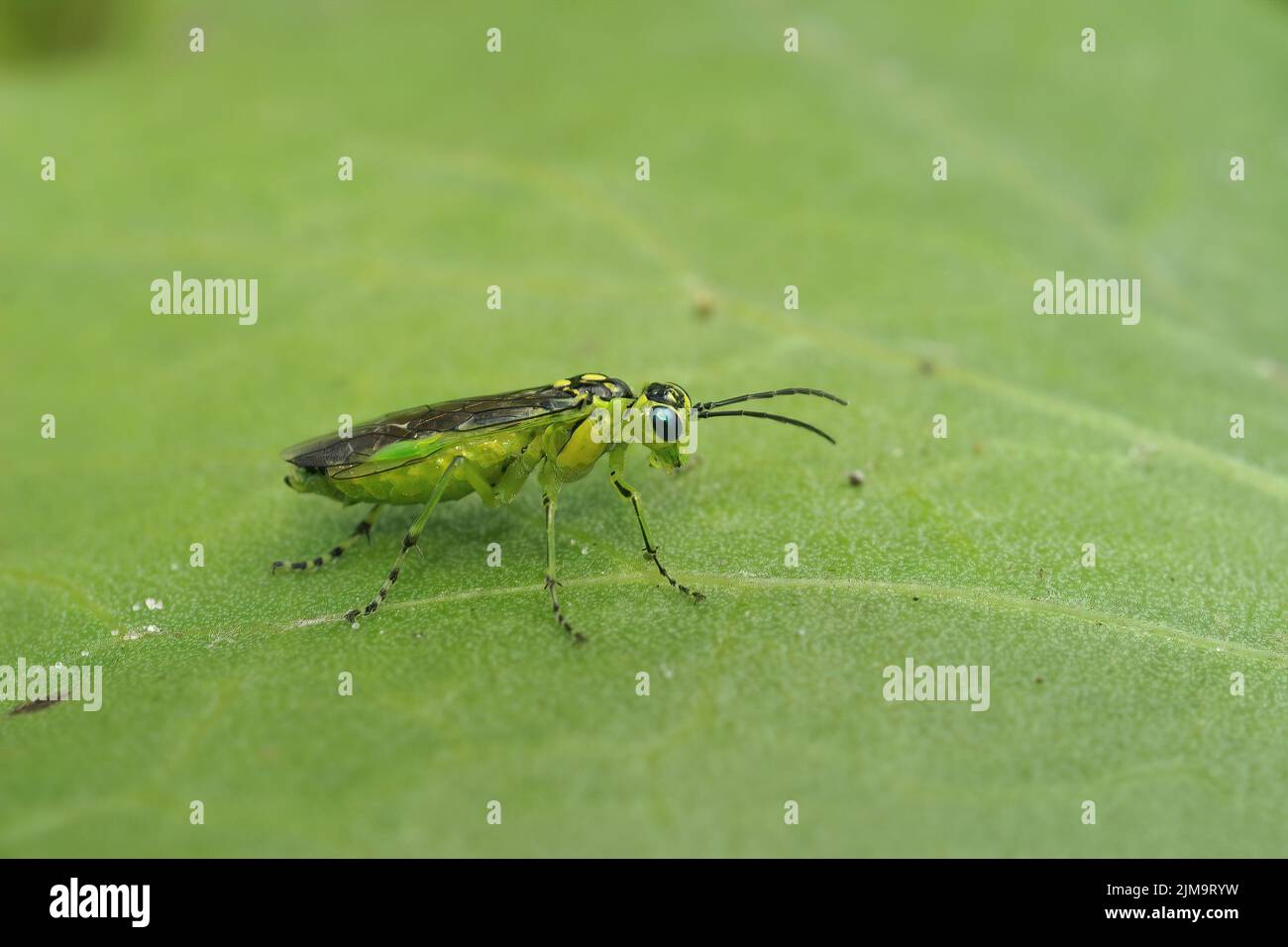 Rhogogaster scalaris hi-res stock photography and images - Alamy