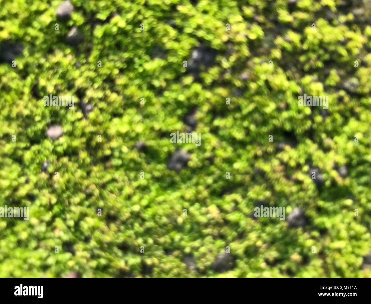 The blurry green plants growing on the ground Stock Photo - Alamy