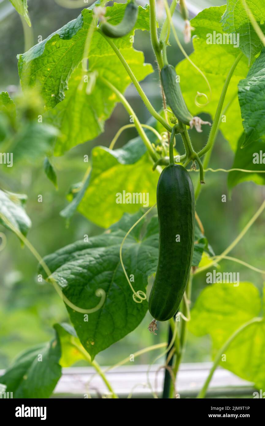 Green cucumber, vegetables, grow in a greenhouse, glasshouse, organic cultivation. Vertical food ...