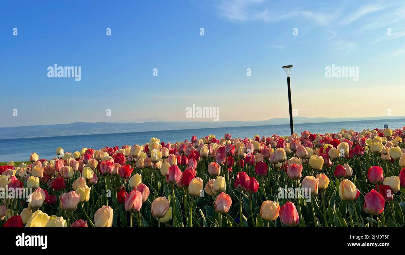 The bright tulip flowers with sea on the background Stock Photo - Alamy