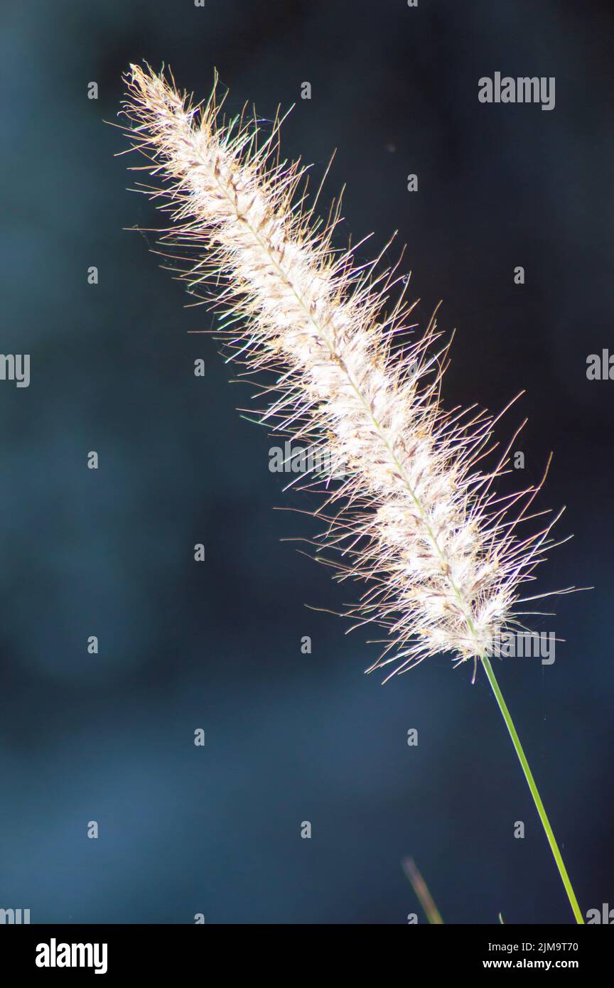 Setaria background hi-res stock photography and images - Alamy