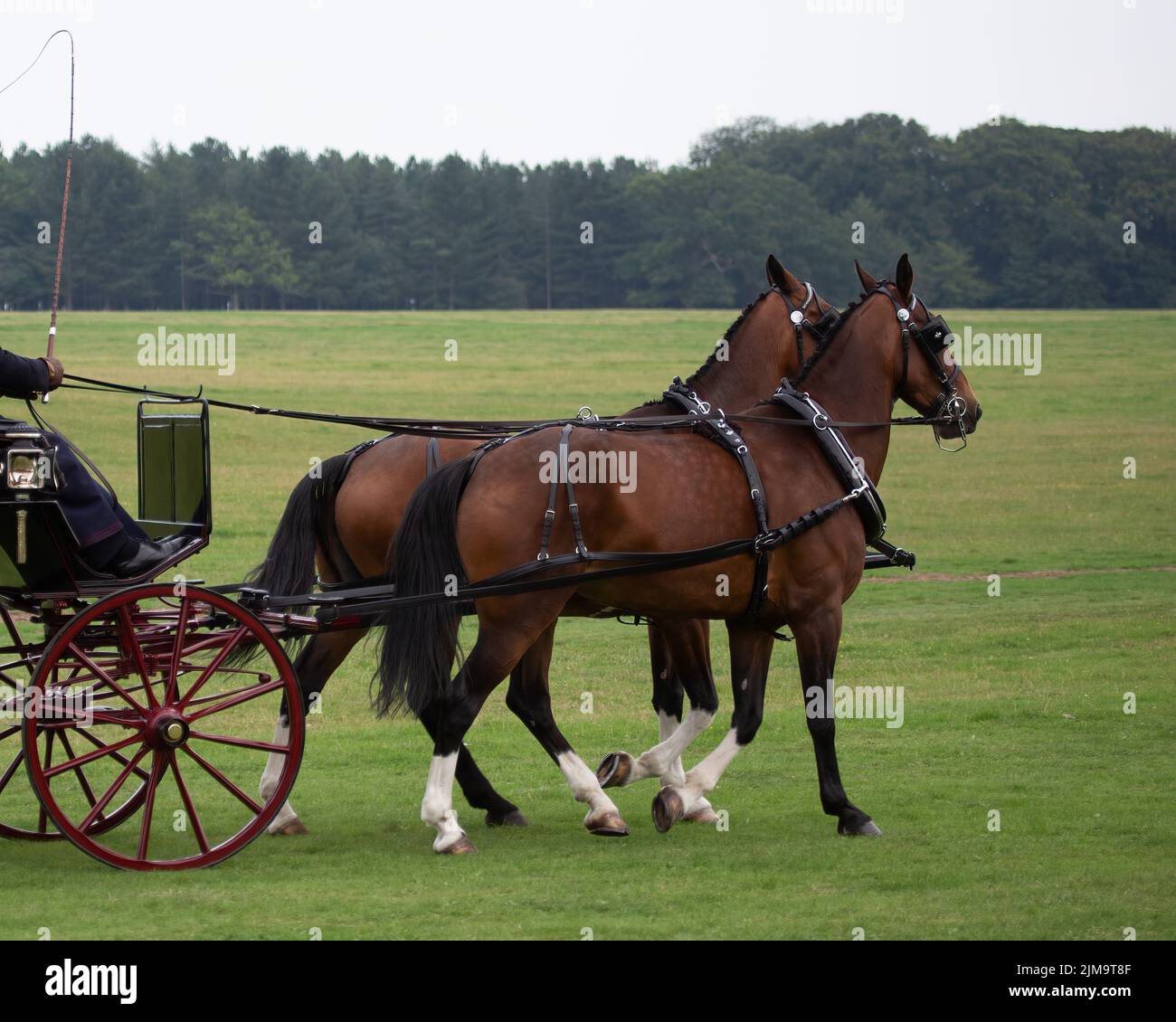 The two brown horses in harnesses attached to a carriage in an open ...