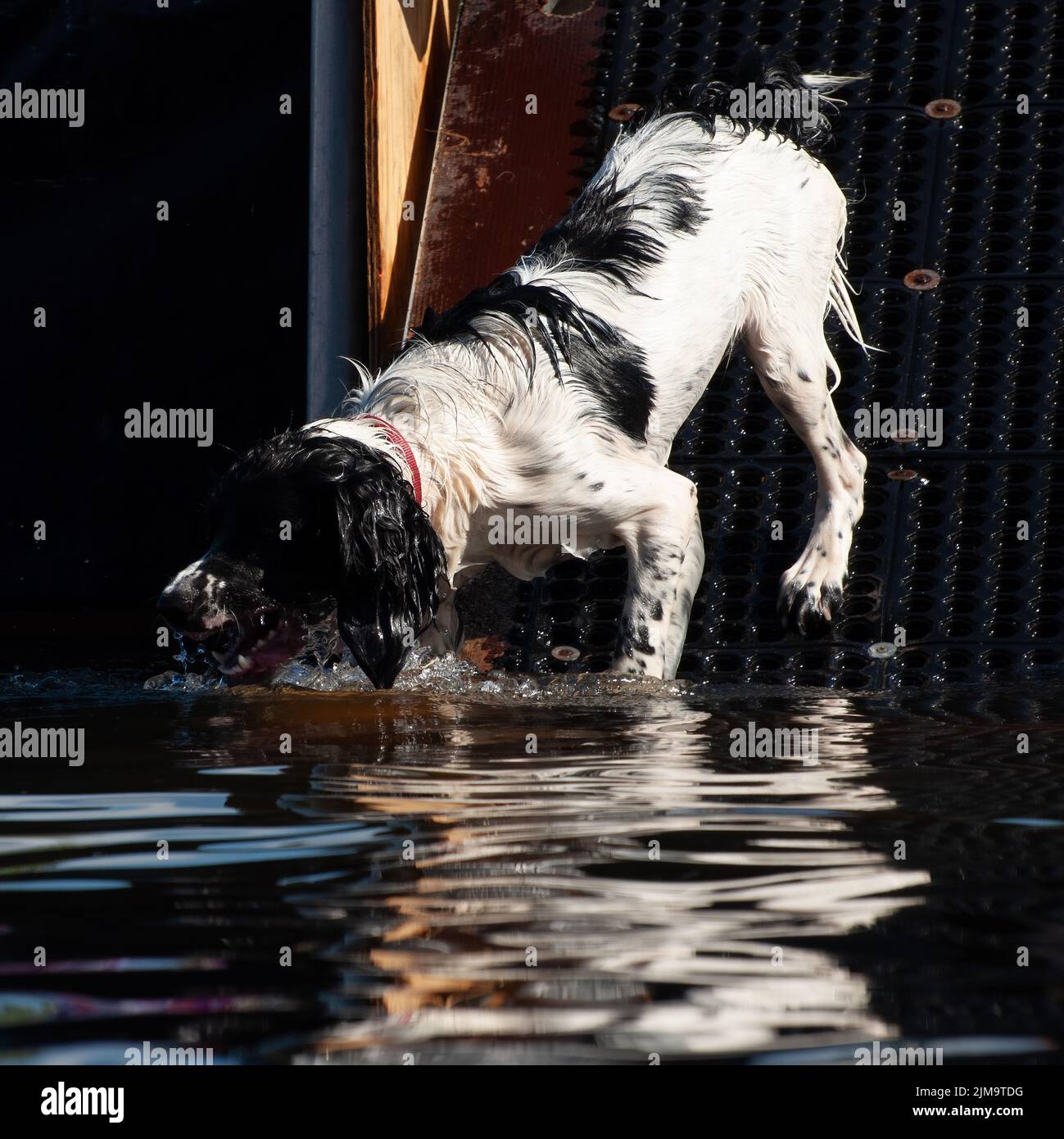A black and white Spaniel dog in wearing red collar, going down ramp to ...