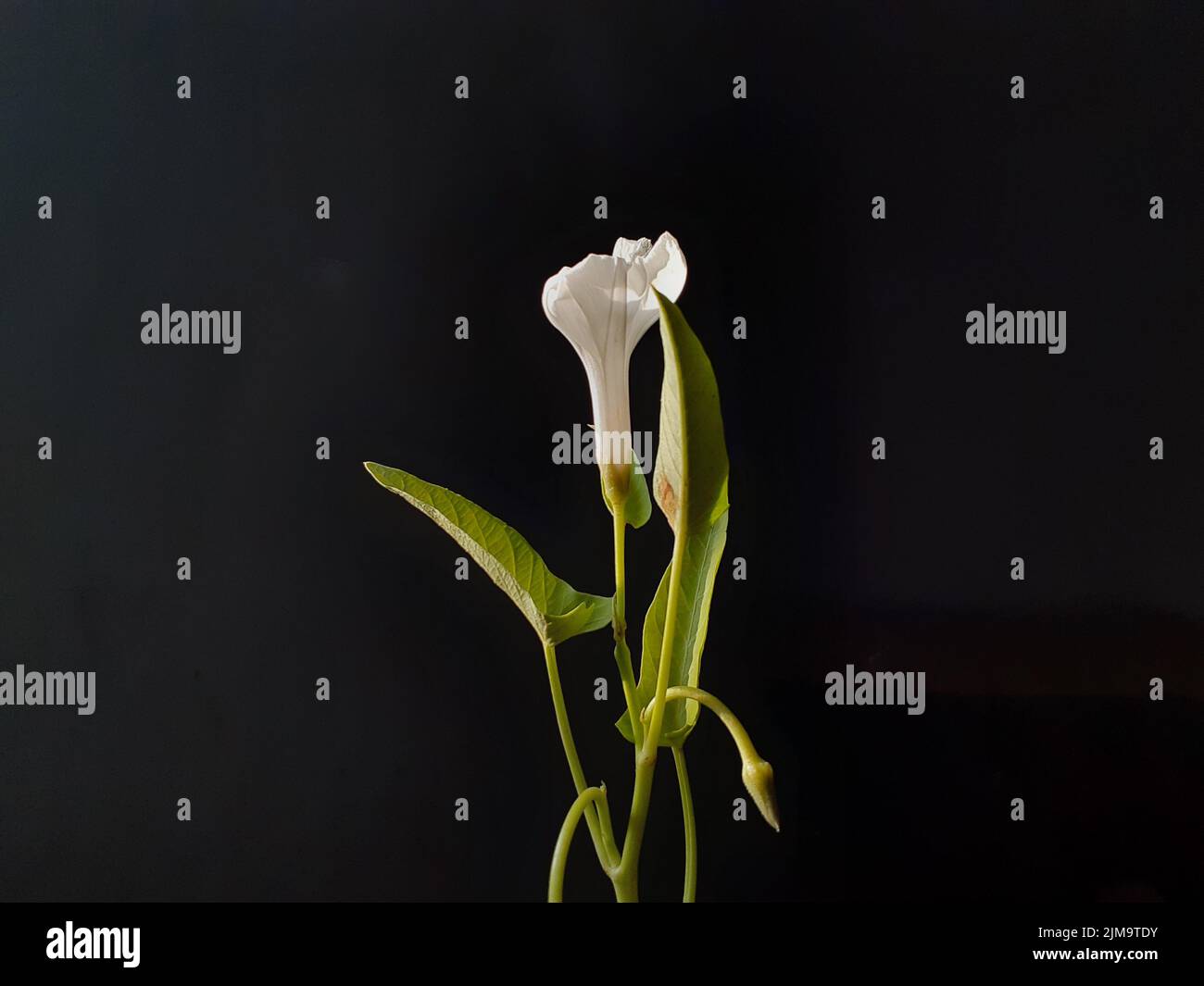 A closeup of water spinach with blooming white flower isolated on a ...
