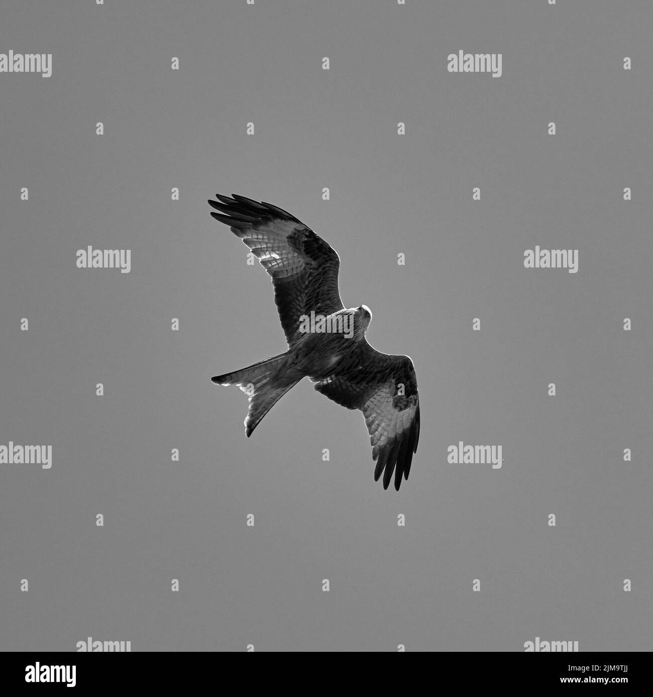 Beautiful kite in the air Black and White Stock Photos & Images - Alamy