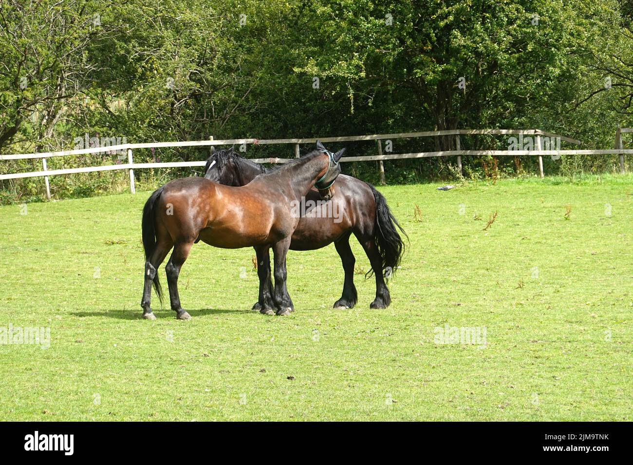 Two horses nuzzling each other Stock Photo - Alamy