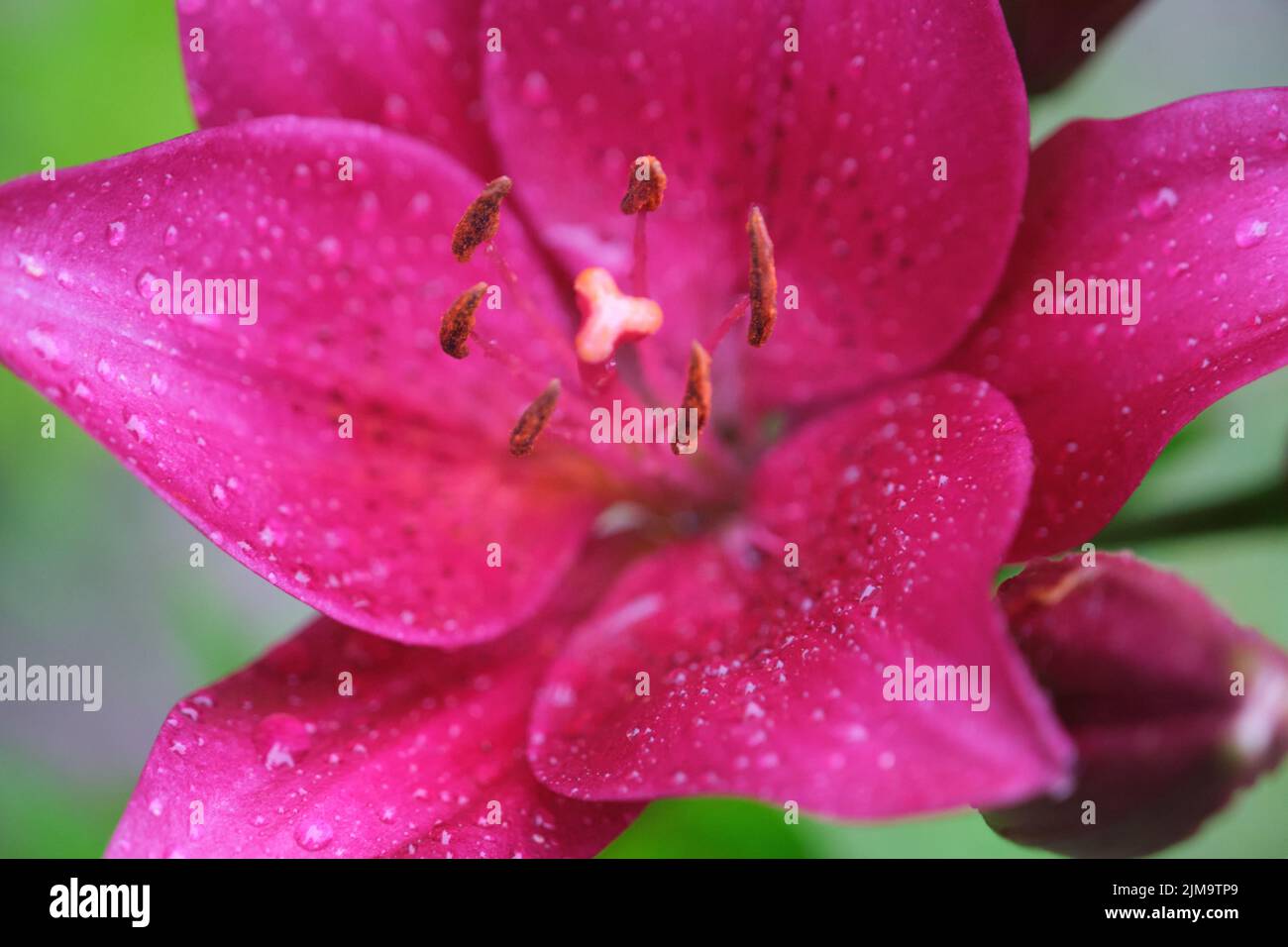A blooming red Lilium flower against a blurry nature background Stock ...