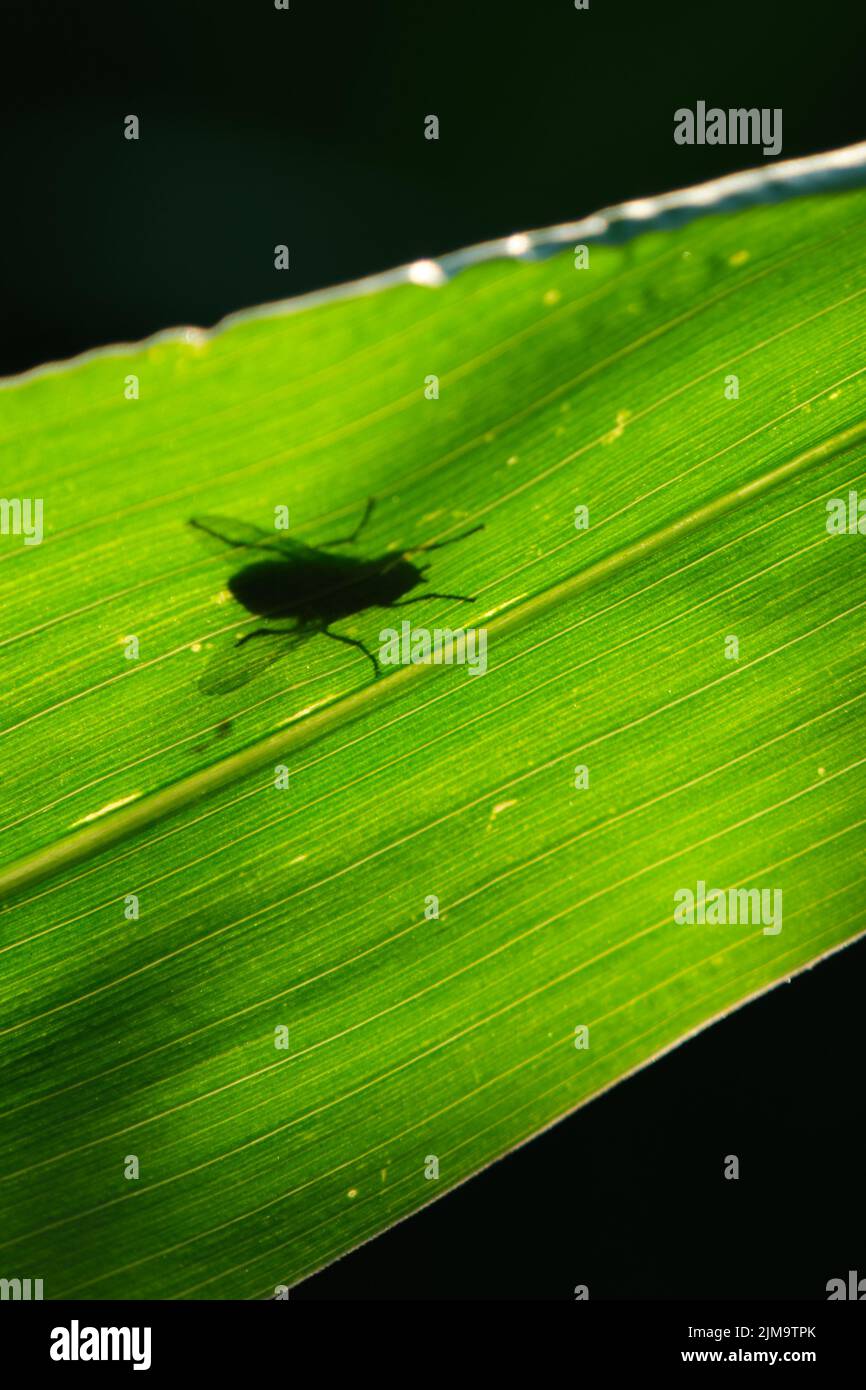 Bug shadow hi-res stock photography and images - Alamy