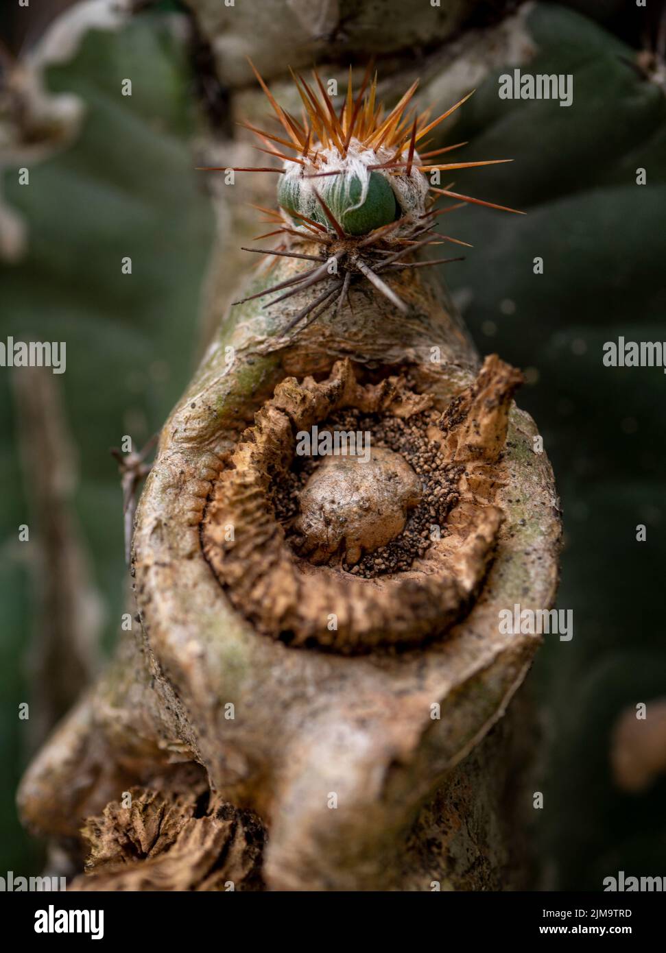 New cactus shoots about to grow. Cactus tree Stock Photo - Alamy
