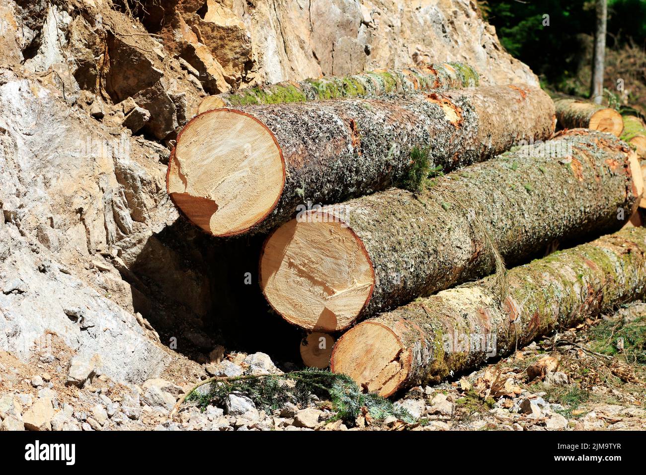 Brown grey trunks hi-res stock photography and images - Alamy